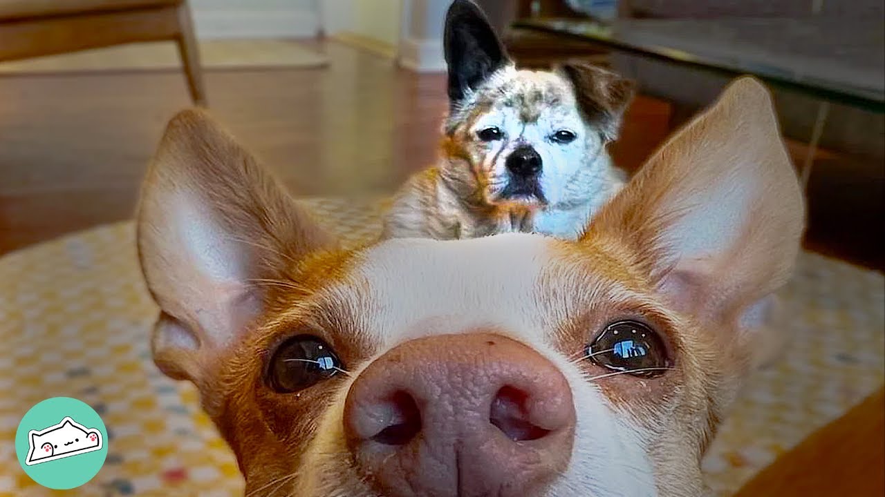 This Dog Has The Most Judging Look. She Yells at Everyone at the Dog ...