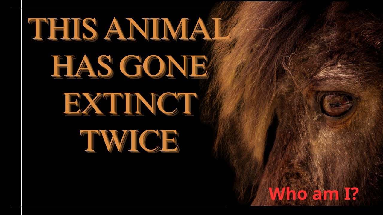 The only animal to become extinct twice - 4k video - YouTube