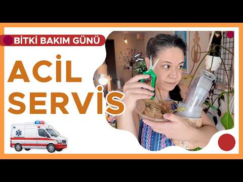 Bitki Odasında Kriz Var! 😅 (Eğlenceli Acil Bakım Vlog) | V175