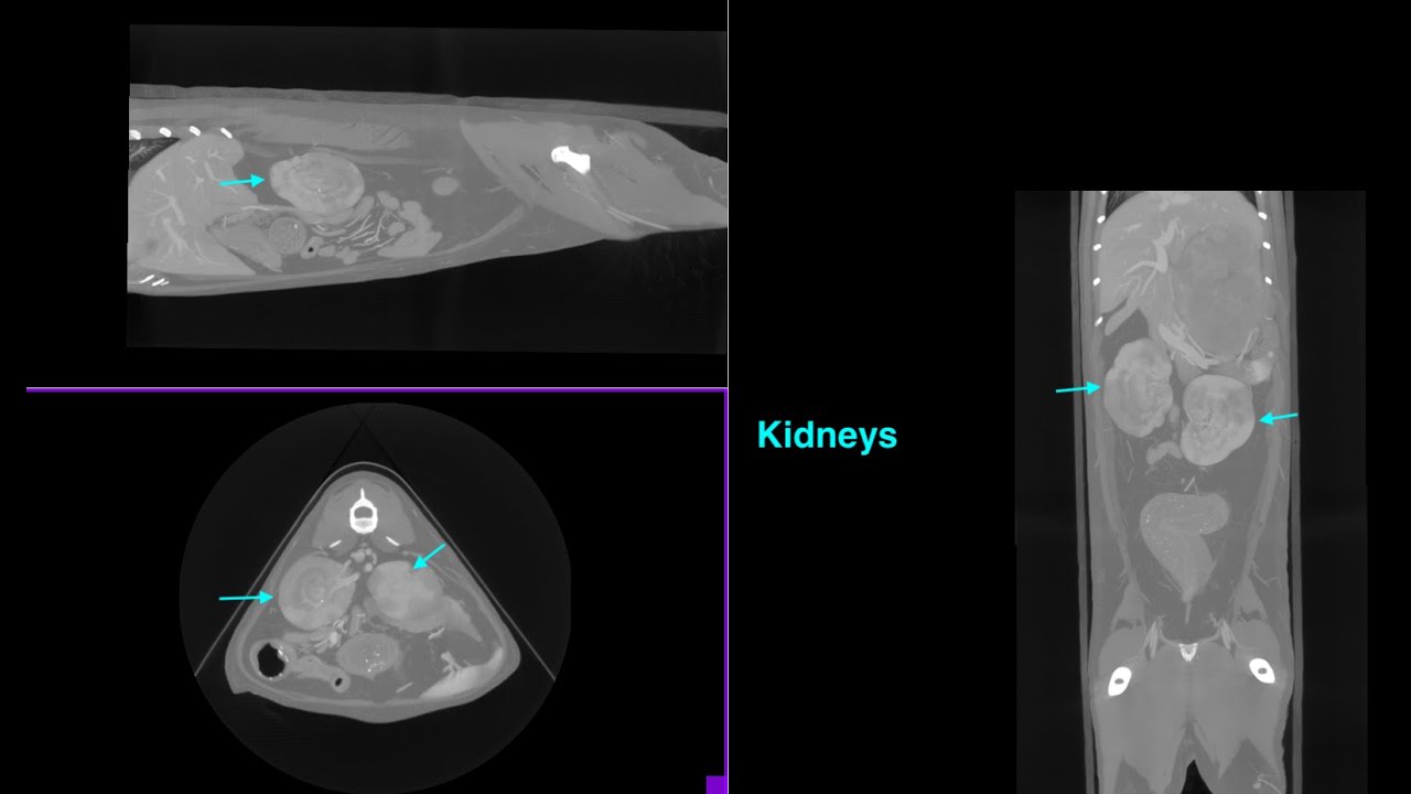 Feline patient with lymphoma scanned by Vimago HDVI CT - YouTube