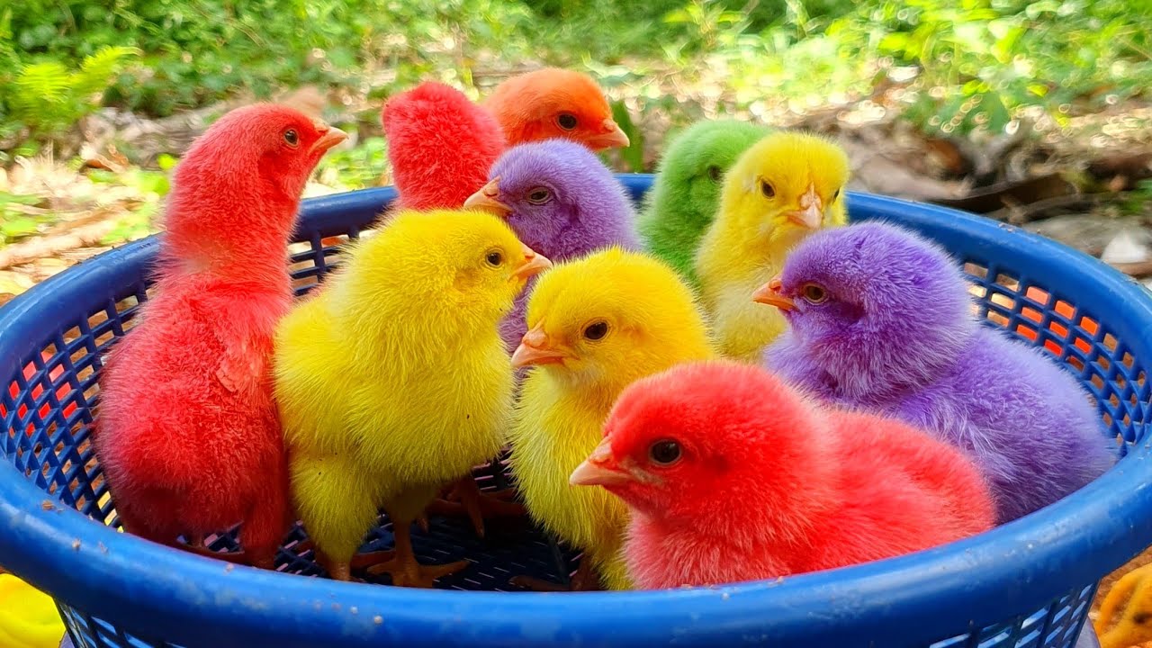 Catching chickens,cute chickens, rainbow chickens,colorful chickens ...