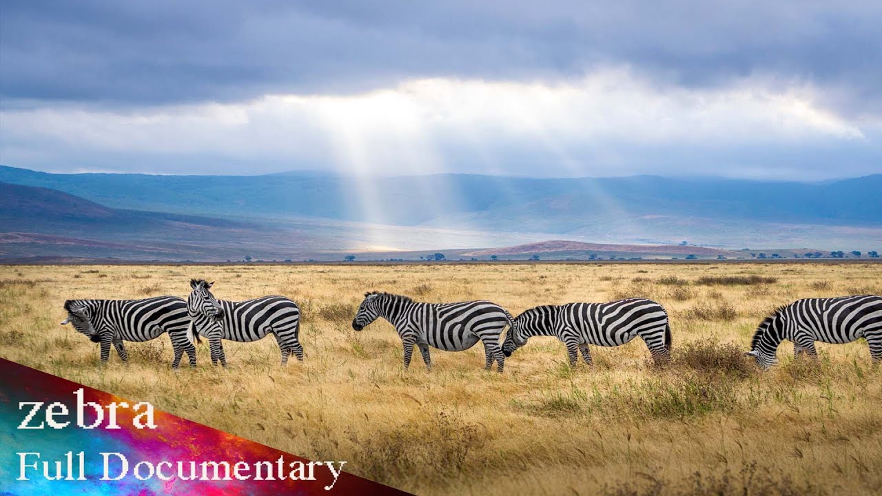 Zebra documentary National geogphic Nature Wildlife Real Wild Animals ...