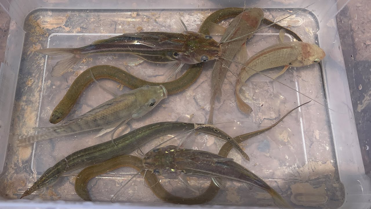 Capture and observe creatures in lake tengra fish, knifefish ...