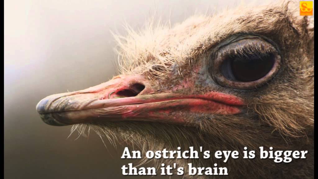 10 Amazing Science Facts - Science Wonders - YouTube