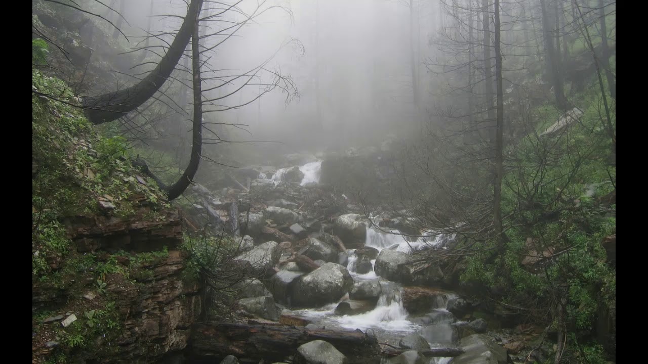 Rainy day in the Woods - YouTube