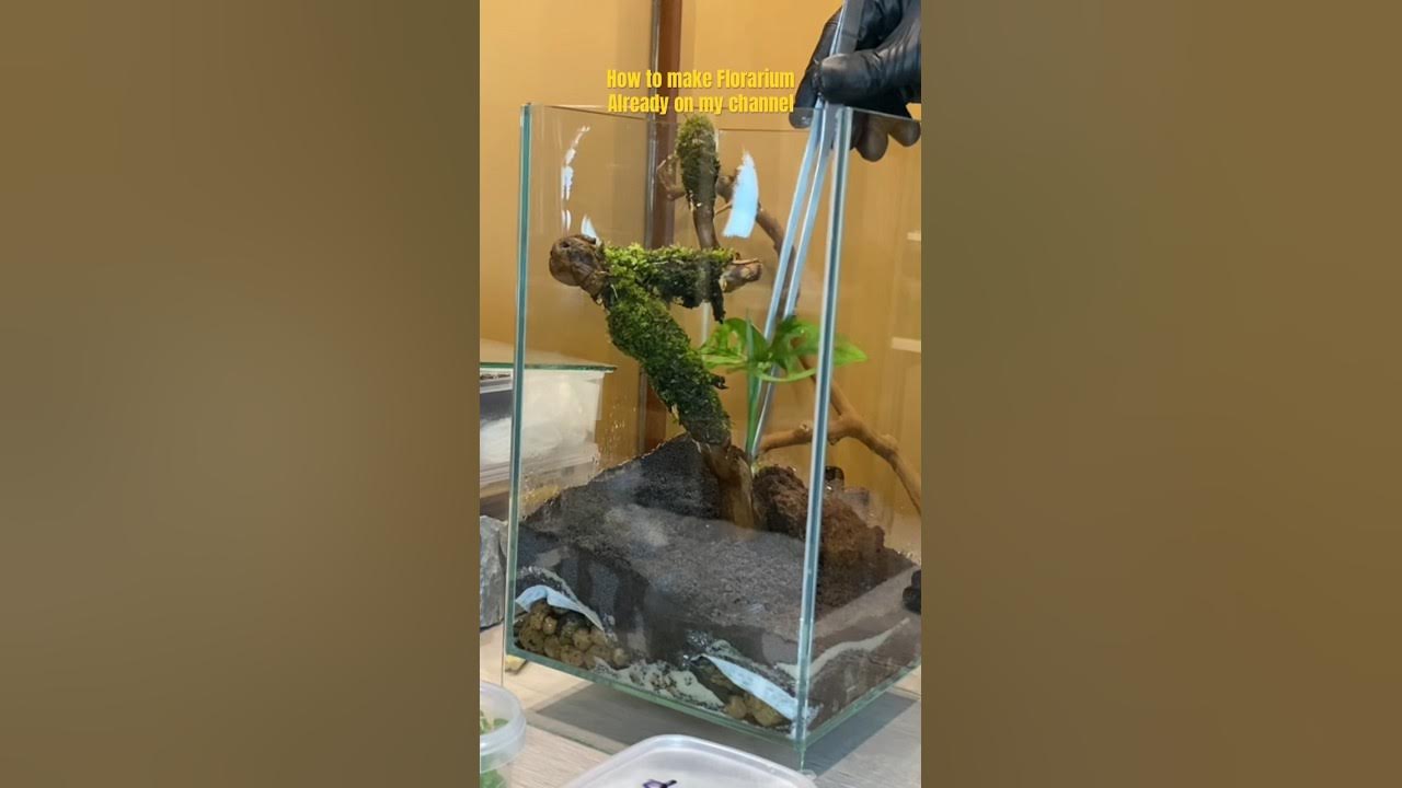 Florarium for beginners #florarium #homedecor #plants - YouTube