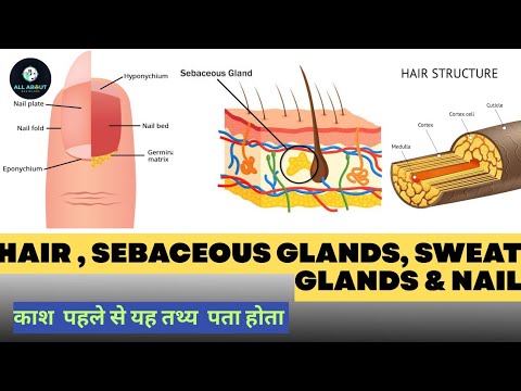 Appendages of skin | Hair , Sebaceous glands, Sweat gland and nail ...