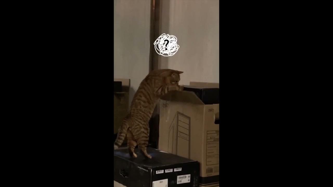 HOLD MY CATNIP #2 (Cats being cats compilation) - YouTube