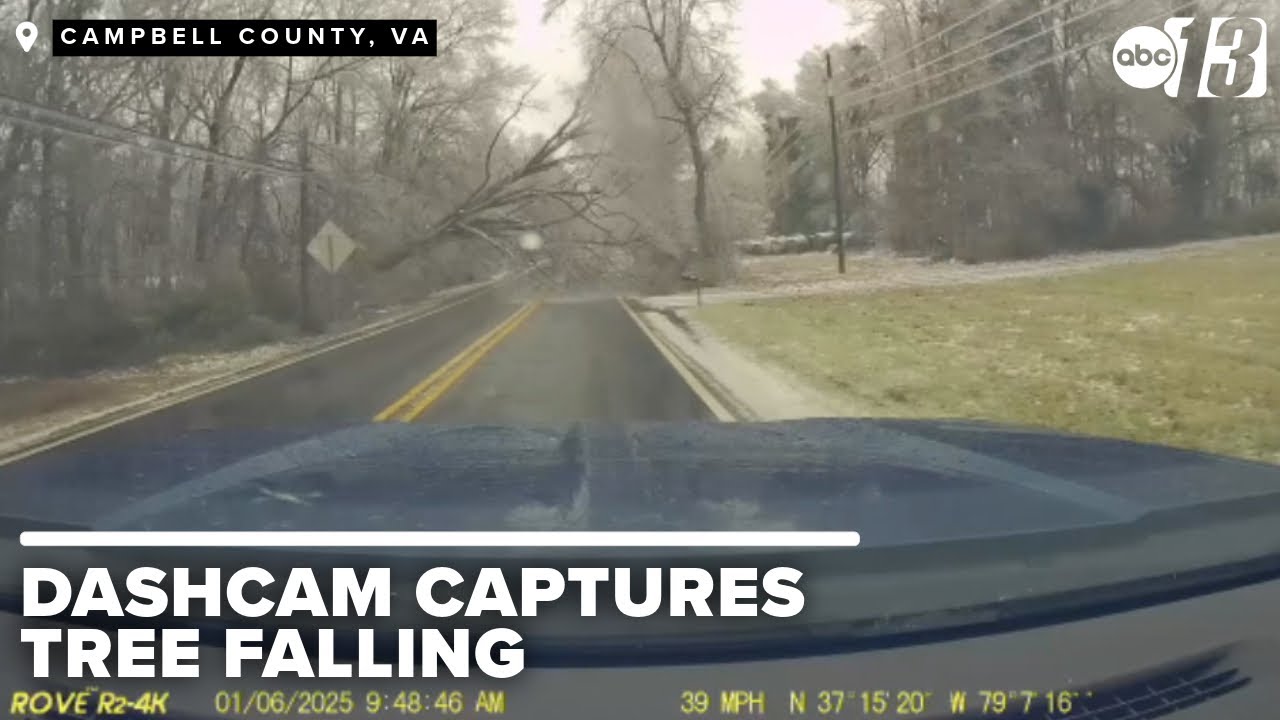 Dashcam captures dramatic moment tree falls, nearly crushing two ...