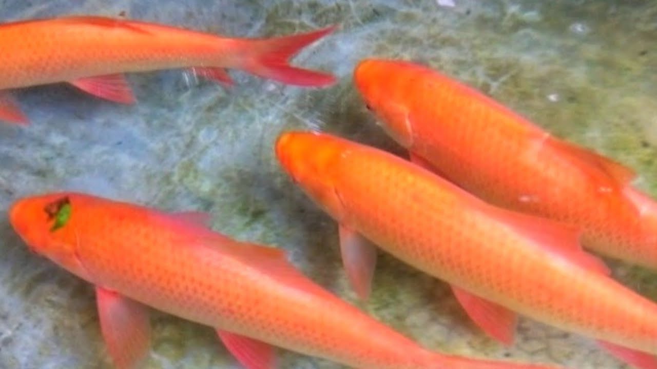 Wow...!!! Amazing Red Rui Fish - YouTube