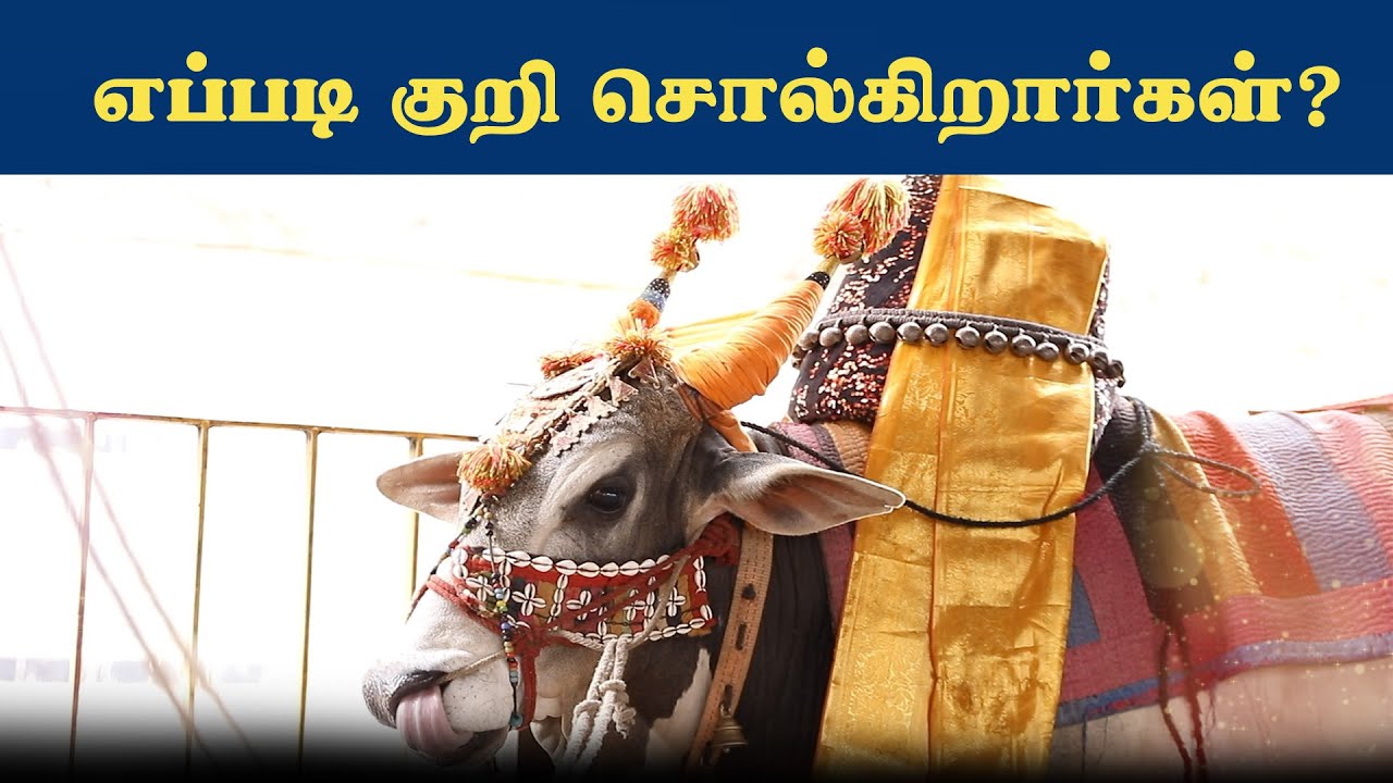 Boom Boom Maadu | Traditional Astrology practice in South India - YouTube