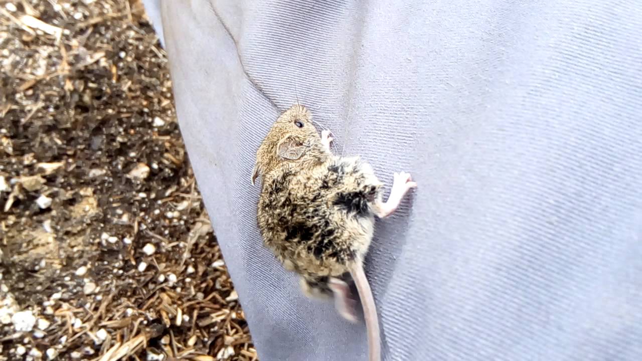 Cría de ratón de campo "Apodemus sylvaticus" - YouTube