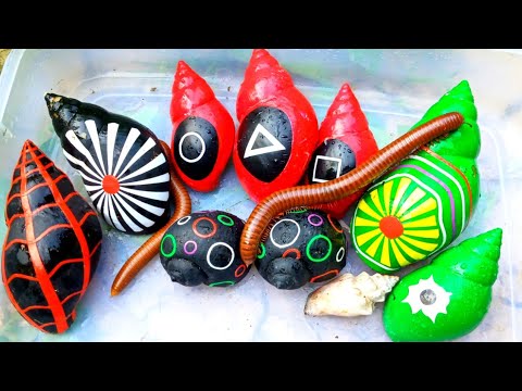 YUHUU!! serunya hunting siput squid game,siput bunga,siput spider ...