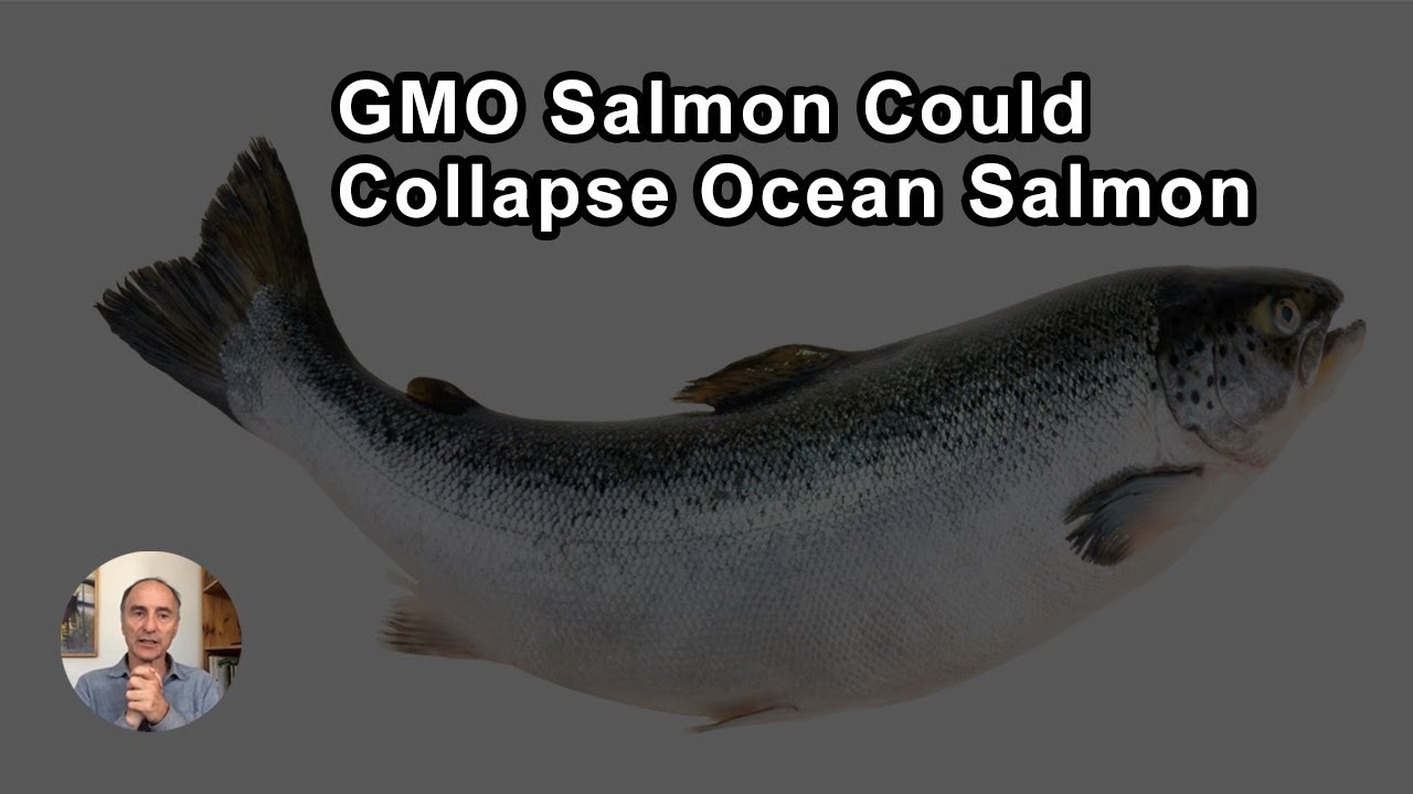 Genetically Modified Salmon