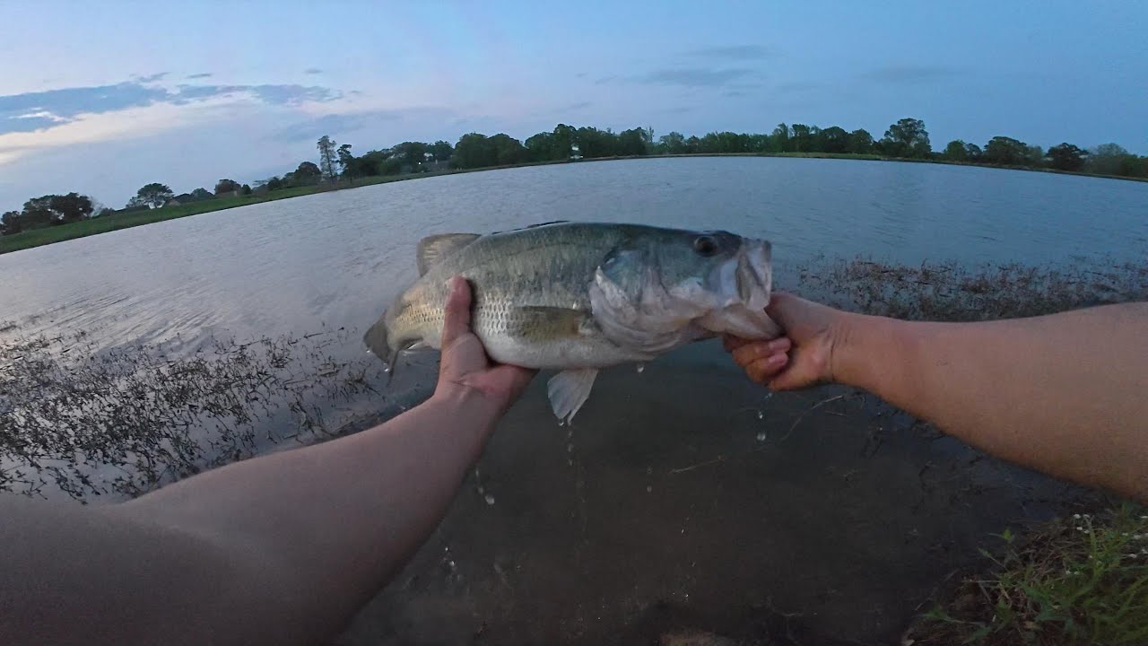 Domingo de Pascua, Pesca de Bass(lubina)...captura y libera.. - YouTube