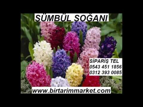 sümbül soğanı satış,sümbül soğanı satışı,sümbül soğanları fiyatı,sümbül soğanları fiyatları,sümbül s