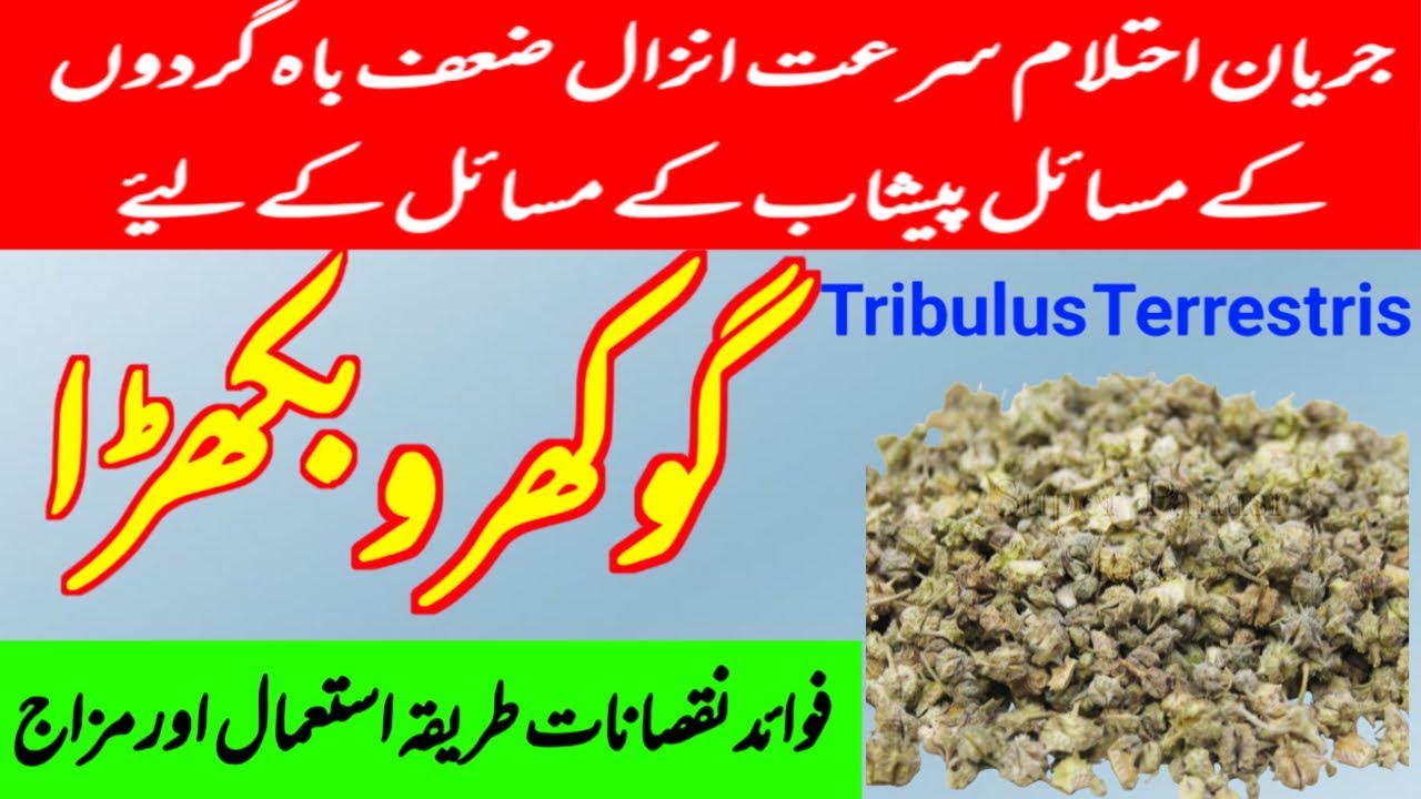 Gokhru || Gokhru ke fayde || Gokhru Benefits || Bakhra jari boti ...