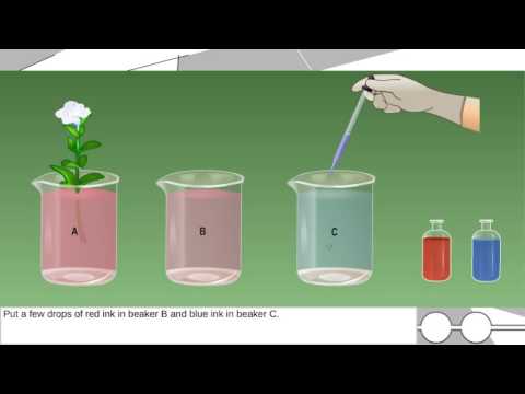 To show that water moves up with the help of stem