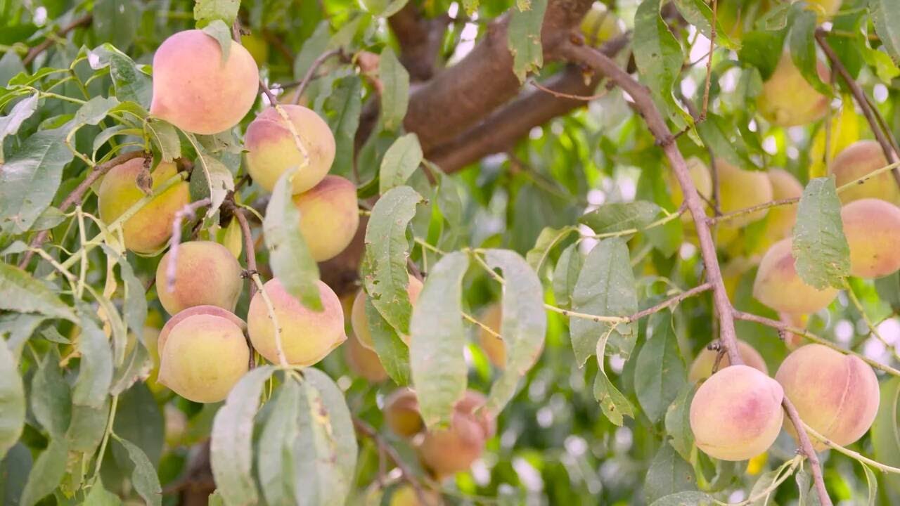 Customer Story - Titan Farms - Integrated Peach Solution - YouTube