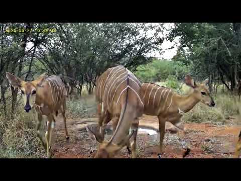 Nyalas in the garden, I lost count of how many.