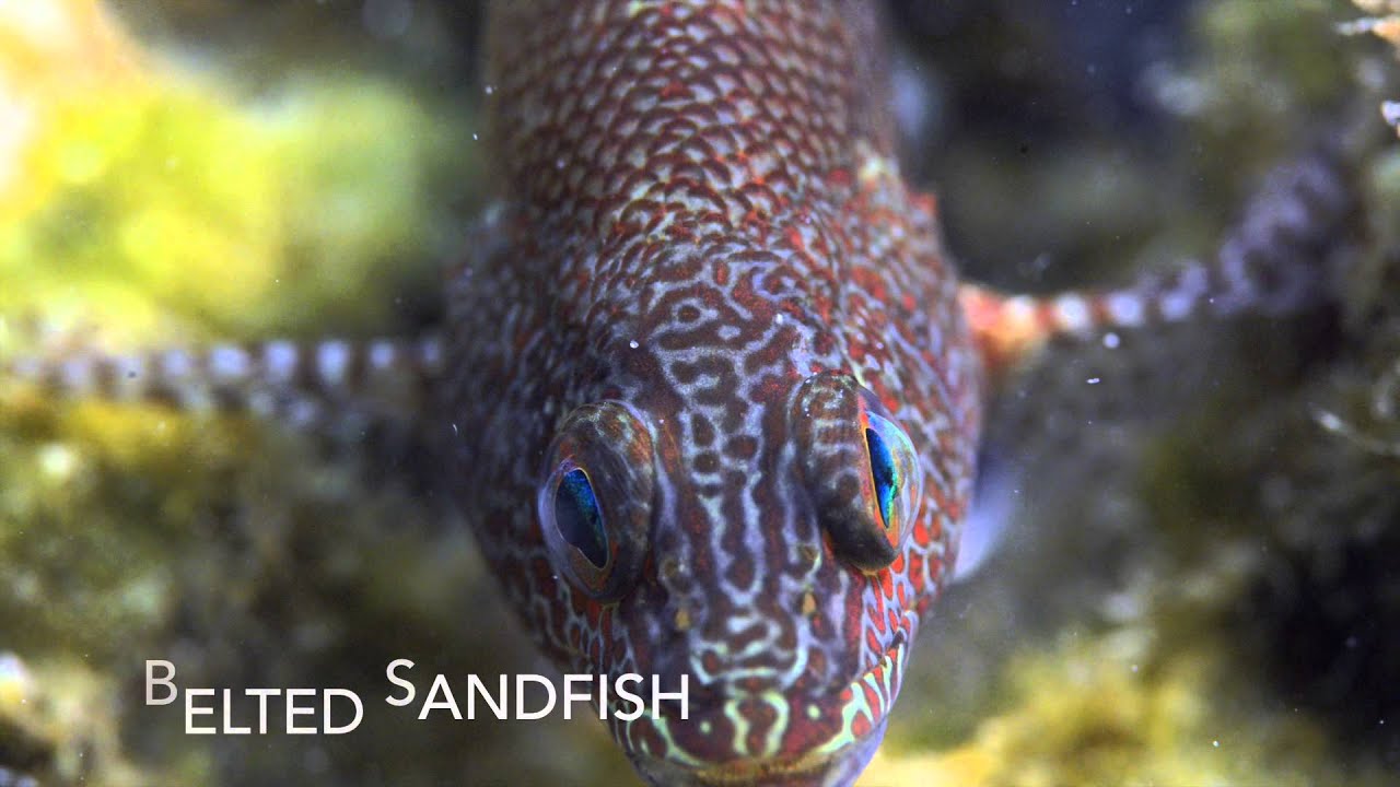 Some Tampa Bay Fish and Invertebrates - YouTube