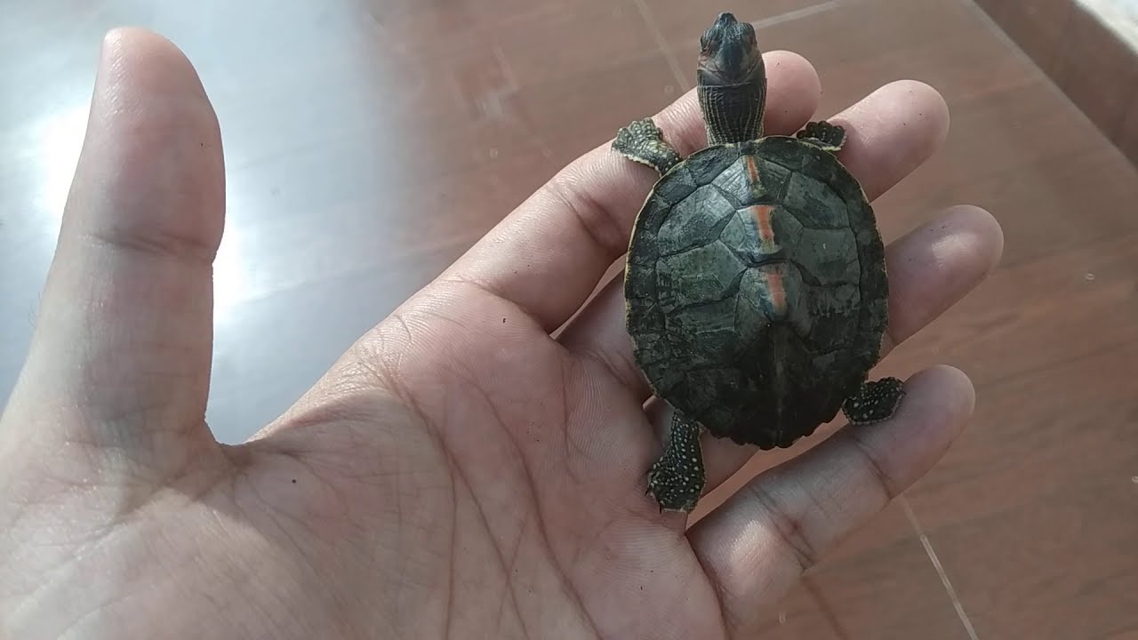 turtle Winter Care secret Tips How To Keep Turtle In Winter s turtle Winter Care secret Tips How To Keep Turtle In Winter s