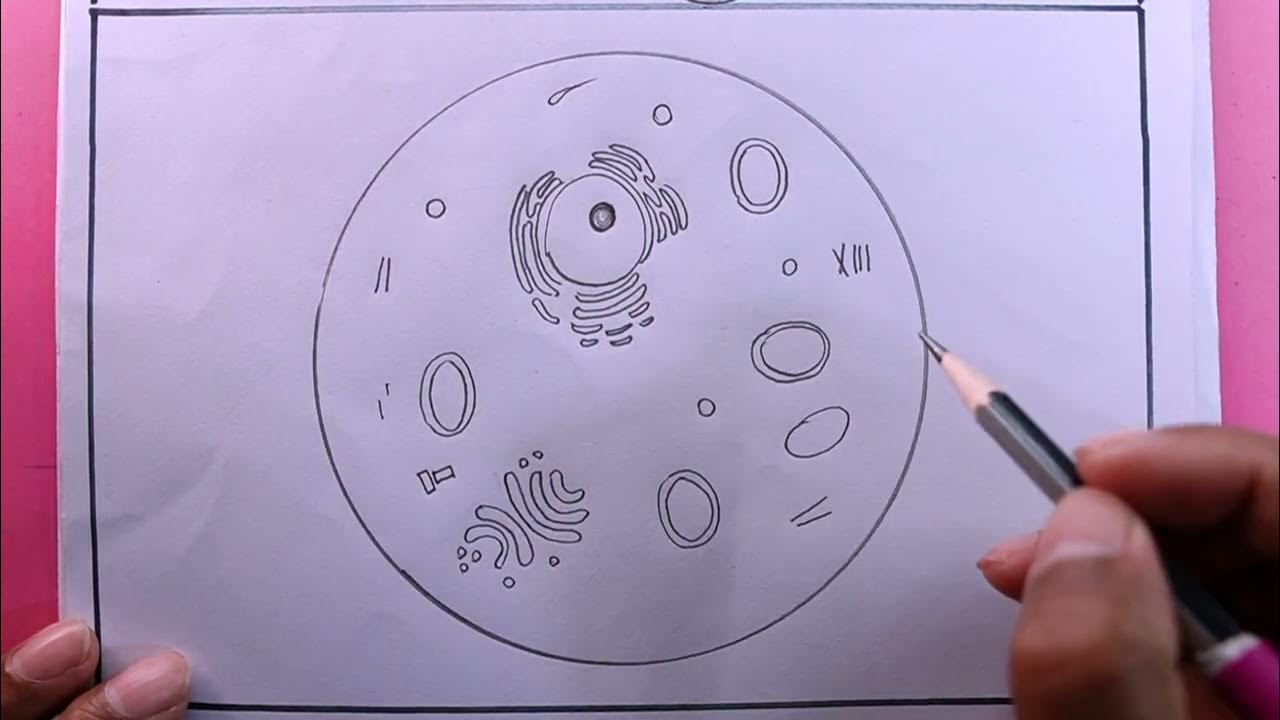 How To Draw Animal Cell Easy/Drawing Animal Cell - YouTube