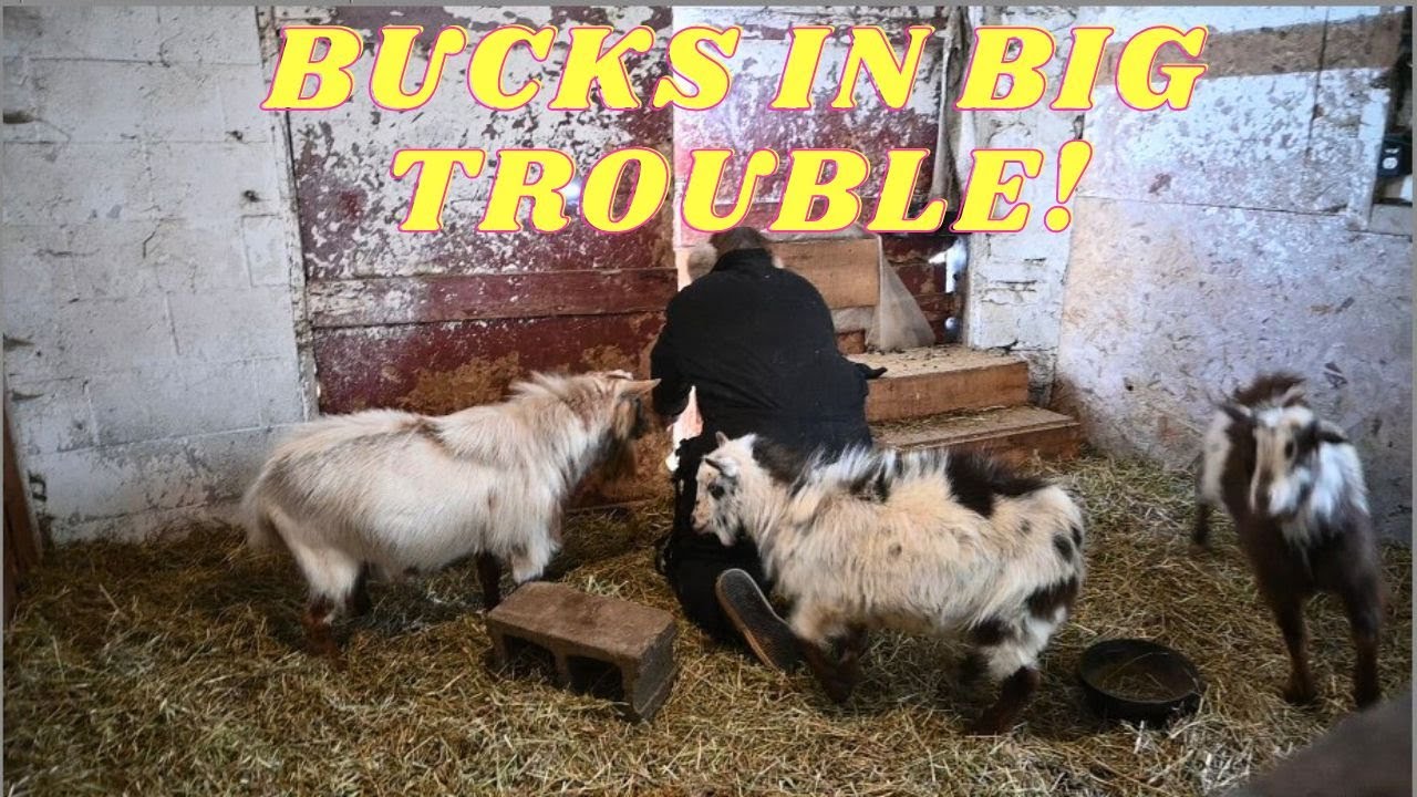 We Had To RESCUE Our Nigerian DWARF BUCKS! - YouTube