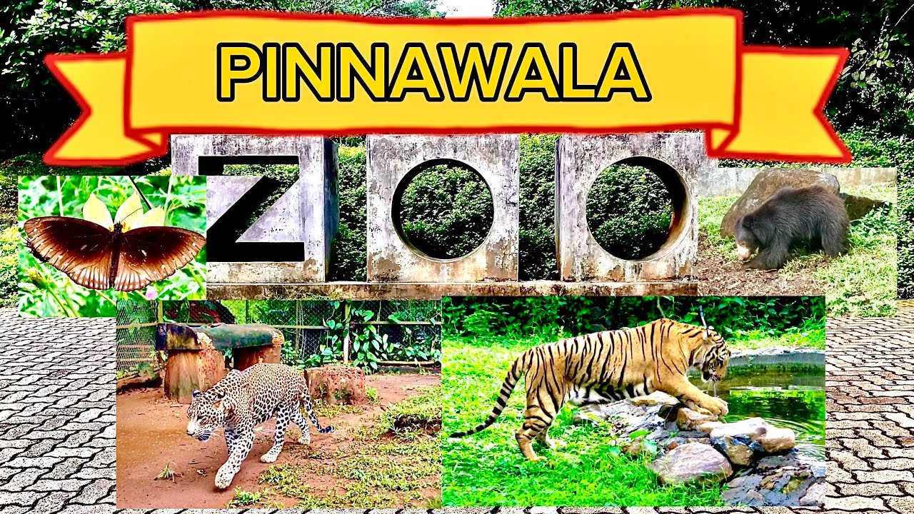 Pinnawala Zoo | Rambukkana | First Open-air Zoo in Sri Lanka - YouTube
