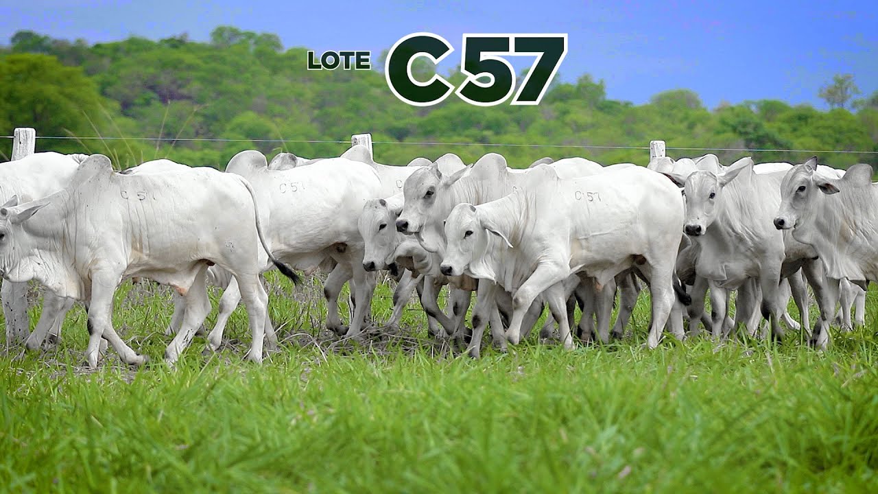 LOTE C57 - YouTube