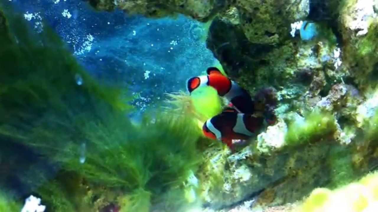 Ocellaris Clownfish Spawning - Laying Eggs - YouTube