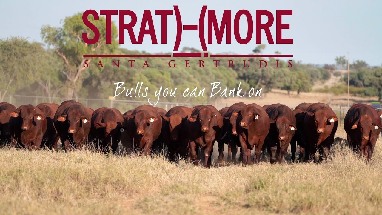 Lot 54: Strathmore U406 (PS) - YouTube