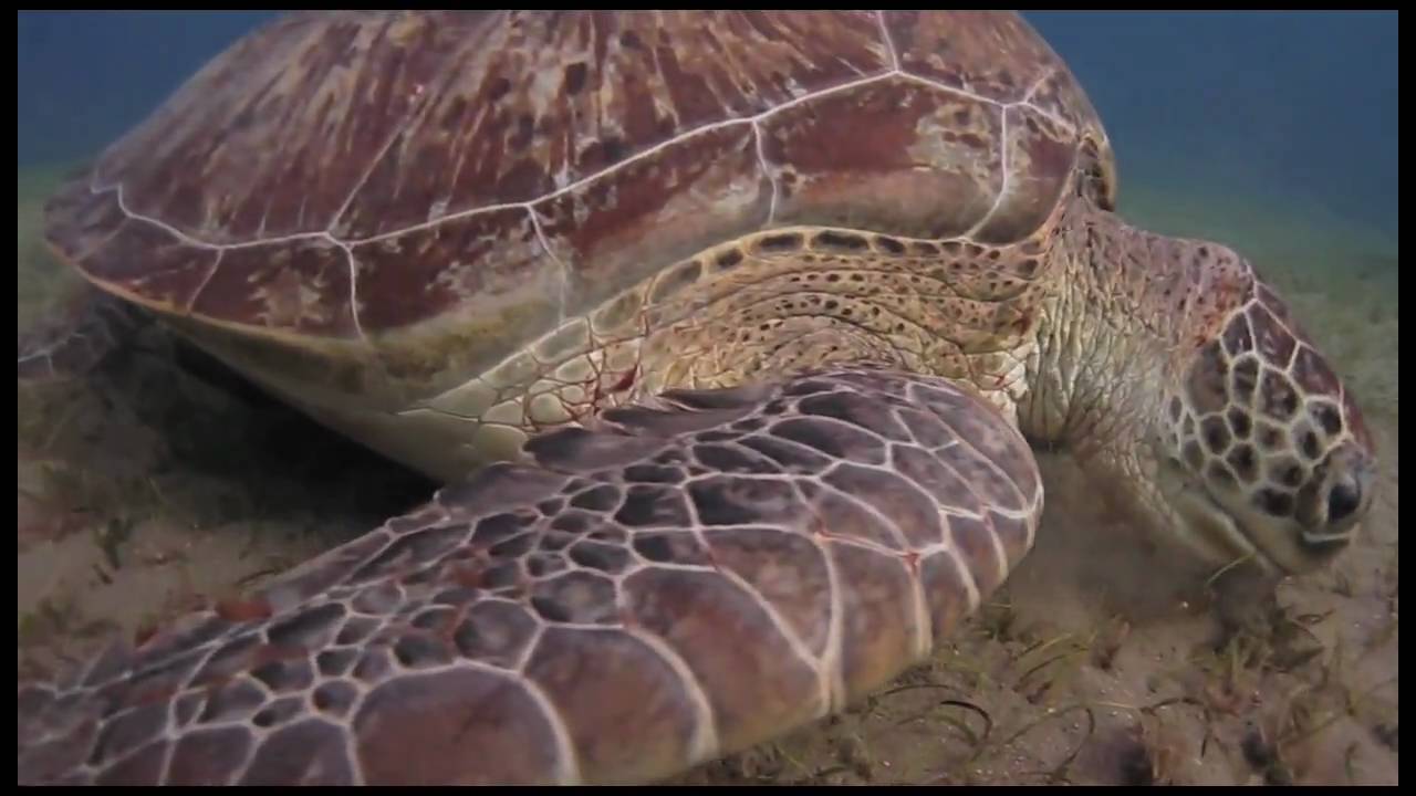 Giant Green Sea Turtles YouTube giant-green-sea-turtles-youtube