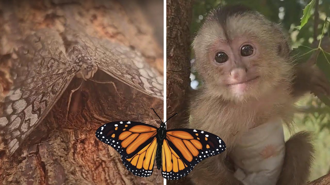 Kuky Monkey climbs a tree and meets a butterfly🐵🙊🦋🦋🦋 - YouTube