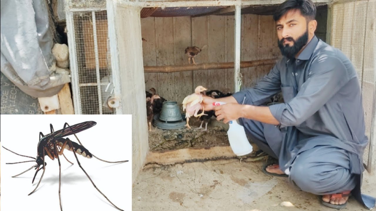 How To Save Chicks From Mosquitos - YouTube
