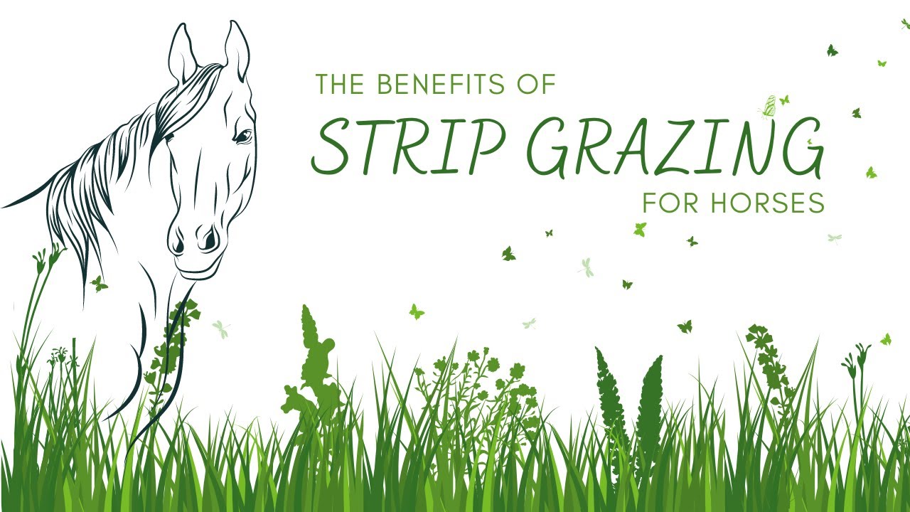 Benefits of strip grazing - YouTube