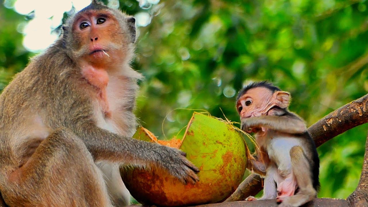 This is the daily monkeys food - YouTube