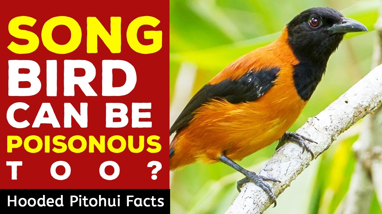 Hooded Pitohui Facts | Bird Facts | Poisonous Bird - YouTube