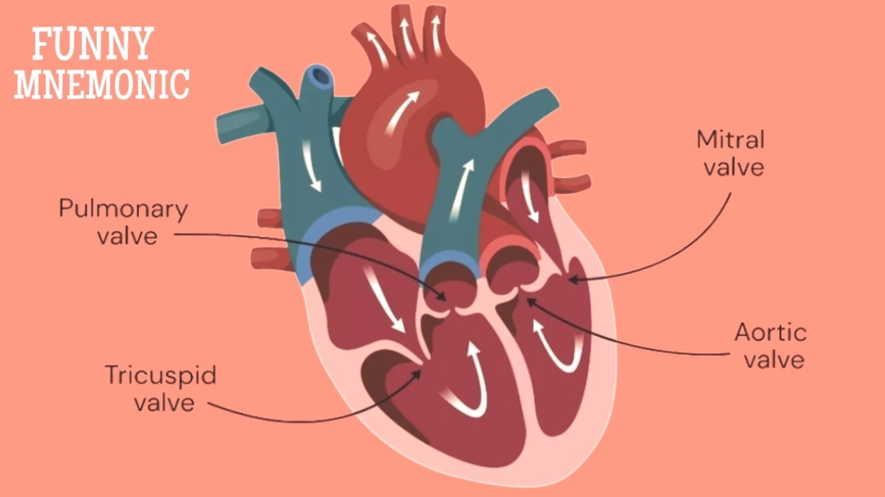 Valves of the Heart | EASY Mnemonic for Learning & Memorizing the ...