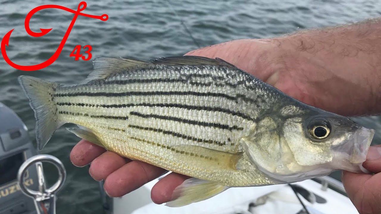 Fishing for Yellow Bass - Quest 43 of 50 - YouTube