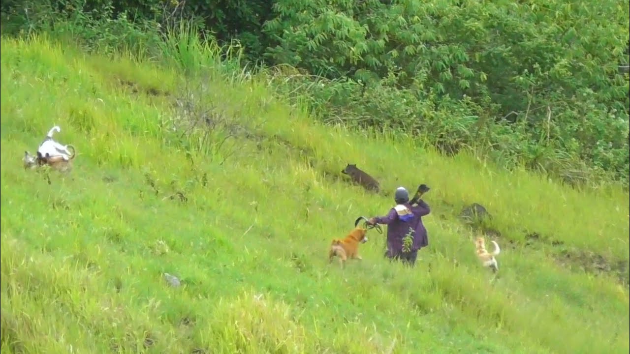 BERBURU BABI HUTAN DI LERENG PERBUKITAN LONENG SINGKARAK - YouTube