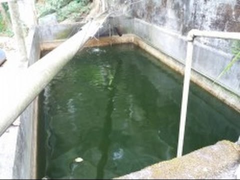 Retirada de tilapias do tanque - YouTube