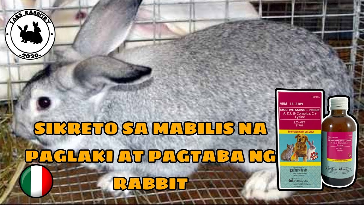 SIKRETO NG MABILIS NA PAGTABA NG RABBIT | Paano patabain ng mabilis ang ...