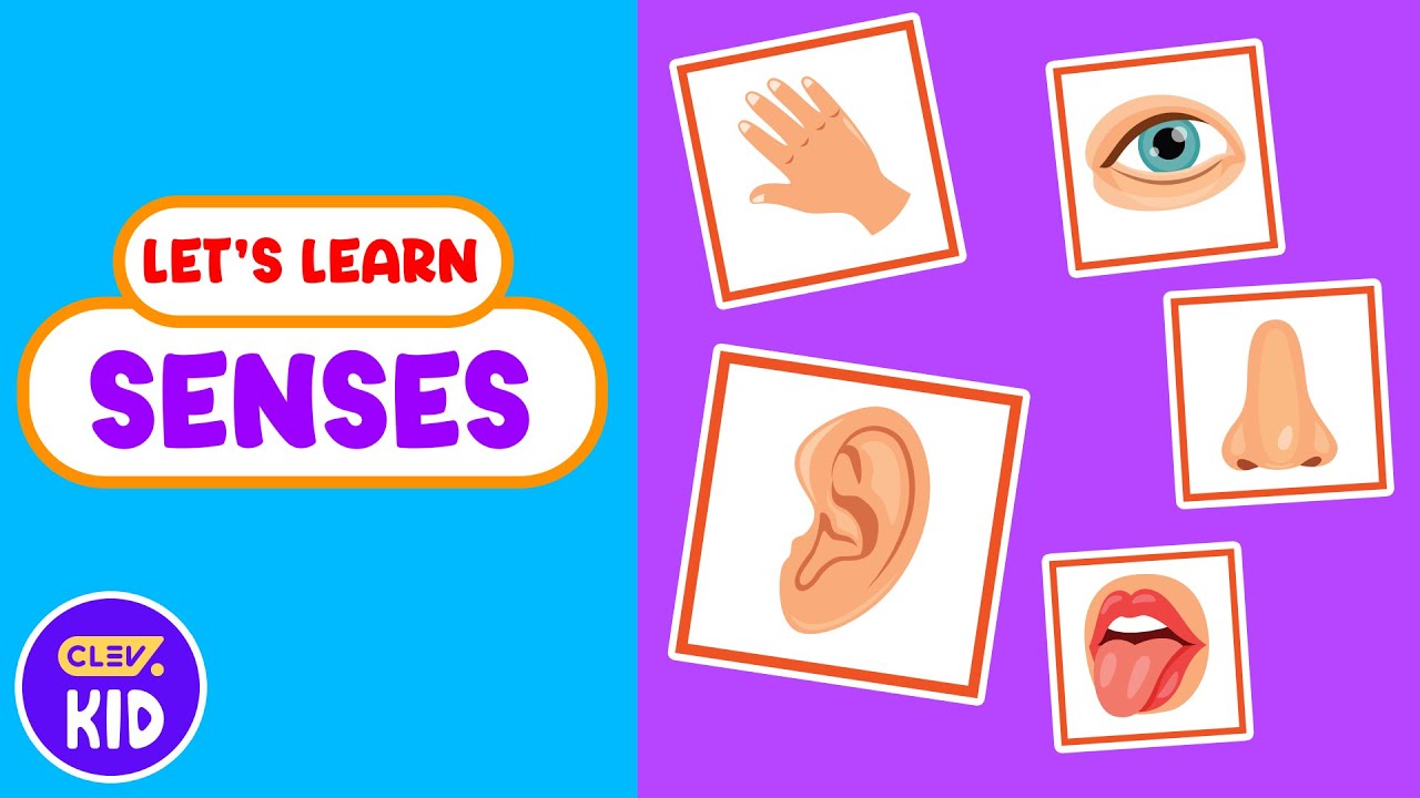 ClevKid | Learn About the 5 Senses for Kids, Toddlers & Preschool - YouTube