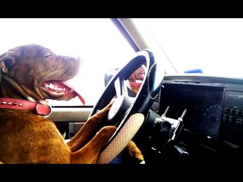Pitbull driving - YouTube