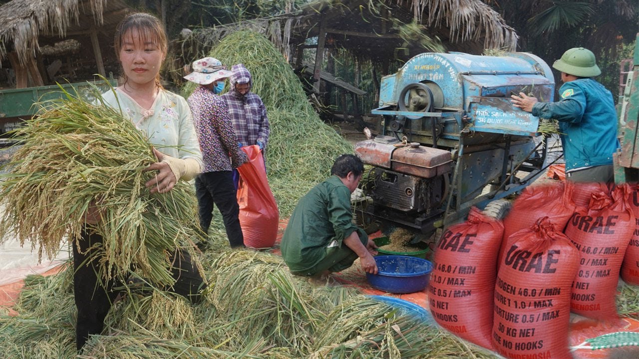 Wet Rice Harvest Process - Amazing Modern Agriculture Technology ...