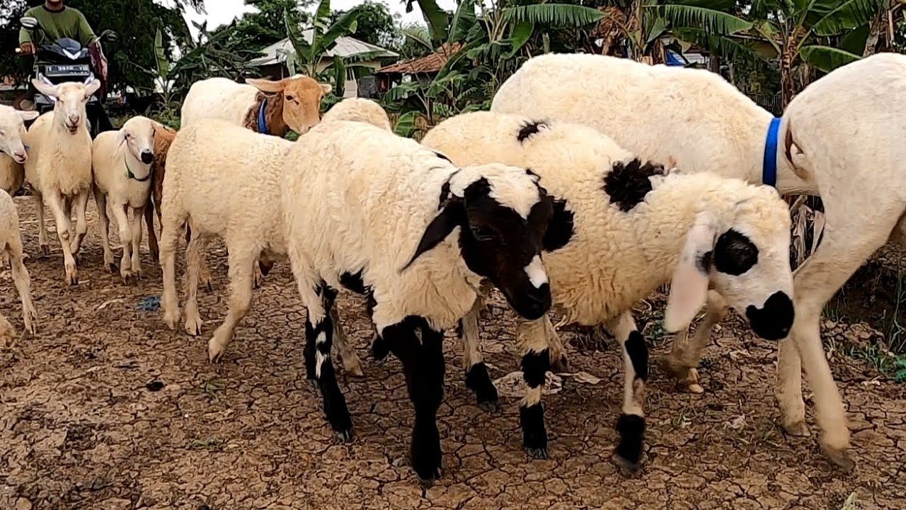 KAMBING LARI LARI - CACA MARICA - DIMANAKAH ANAK KAMBING SAYA - YouTube