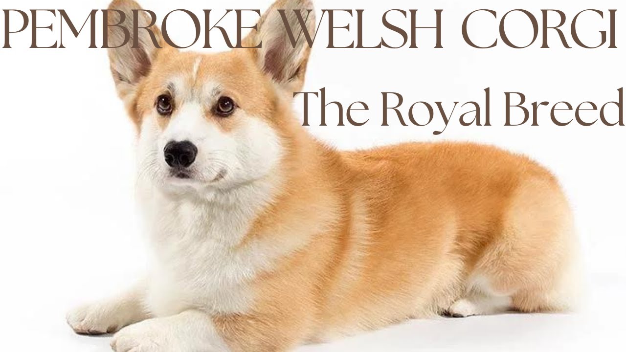Pembroke Welsh Corgi : The Royal Breed - YouTube