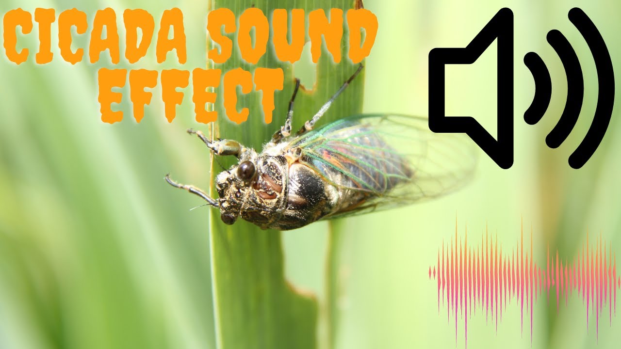 Cicada sound effect|4 Kinds of Cicada Sound|Nature cicada sound|Cicada sounds|Nature sounds ...