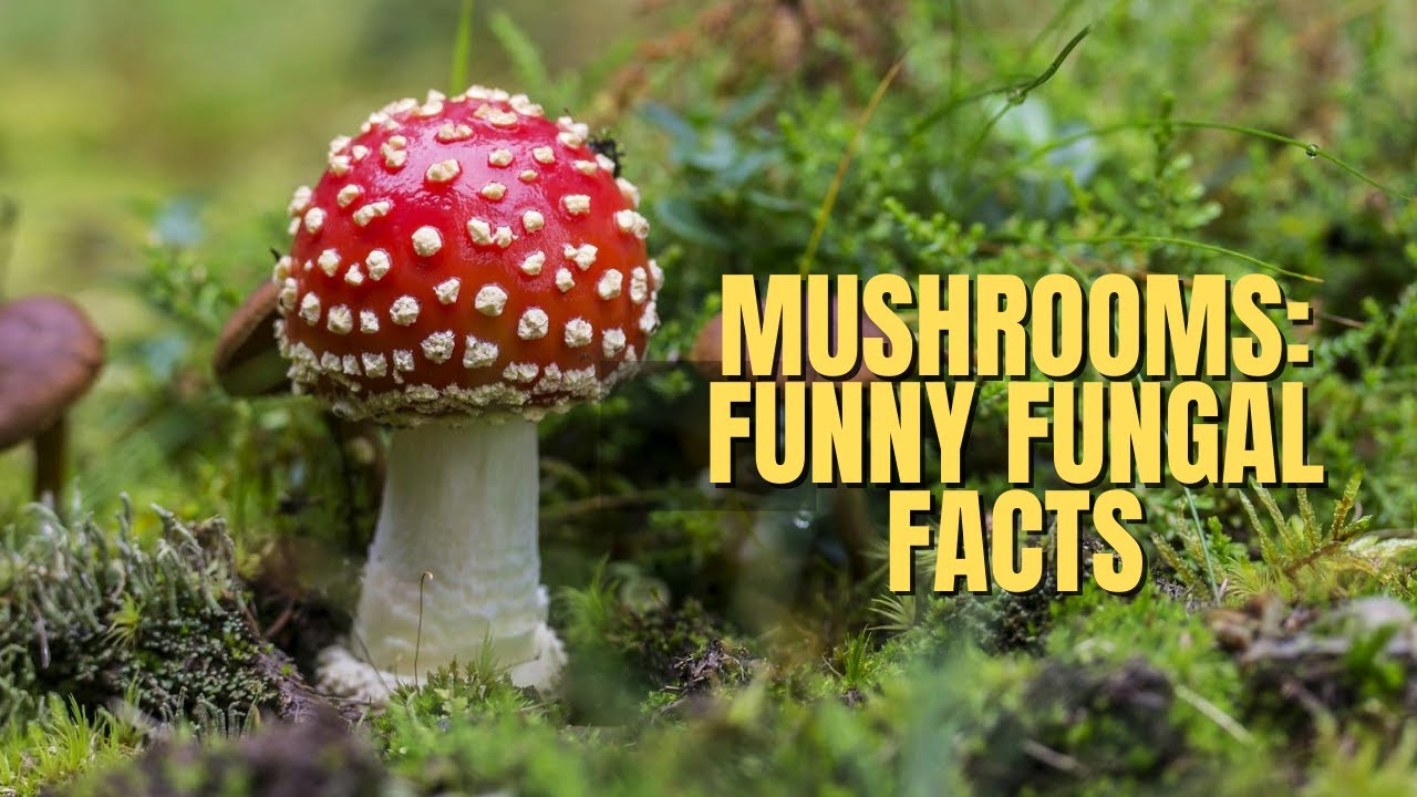 Mushrooms: Funny Fungal Facts - YouTube